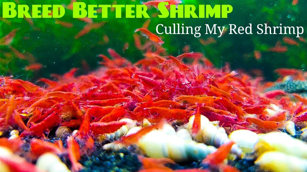 Breed Better Shrimp - Culling My Red Shrimp - YouTube