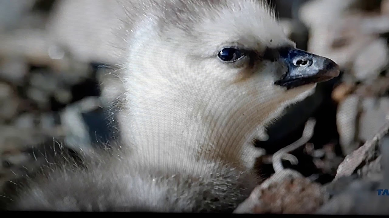Baby Bird Fall from Mountain, Survived but at Last Killed I Must Watch ...