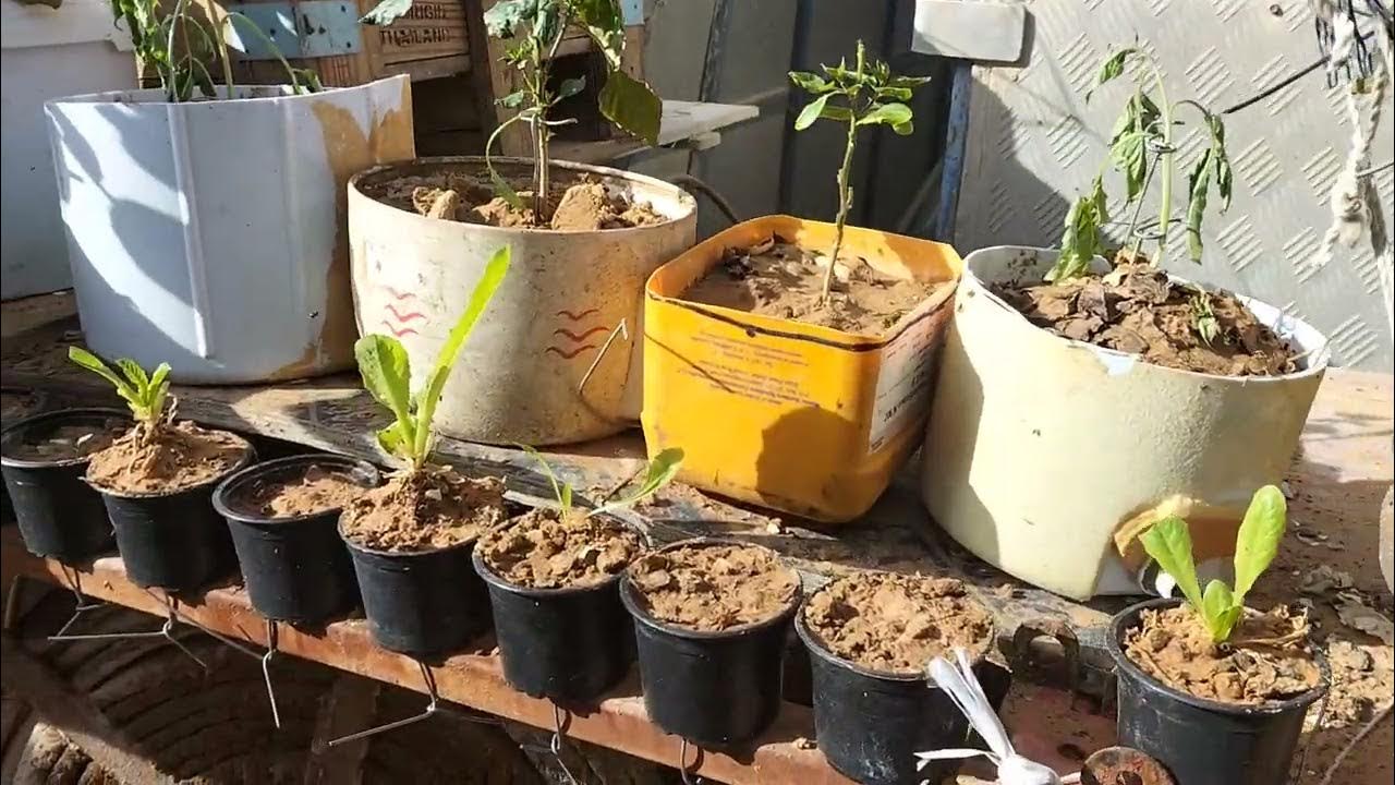 mini garden Ng aking kaibigan - YouTube