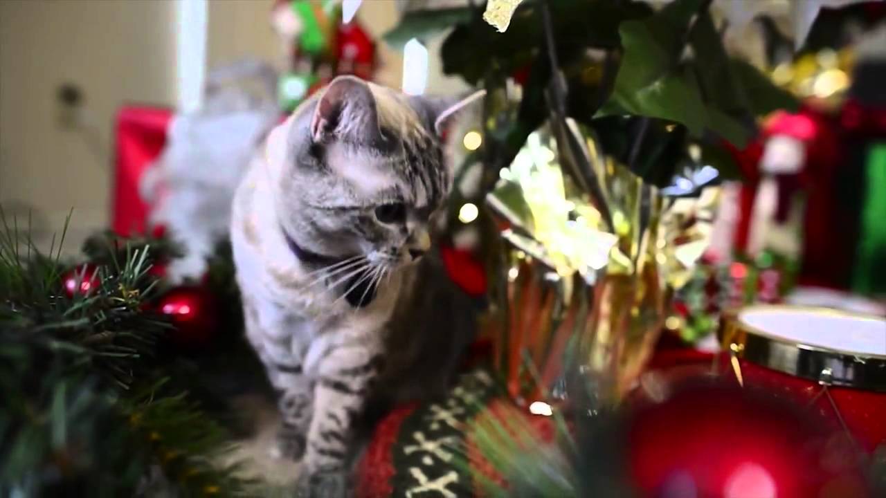 Grumpy Cat Stars in Hard To Be a Cat at Christmas Music Video - YouTube