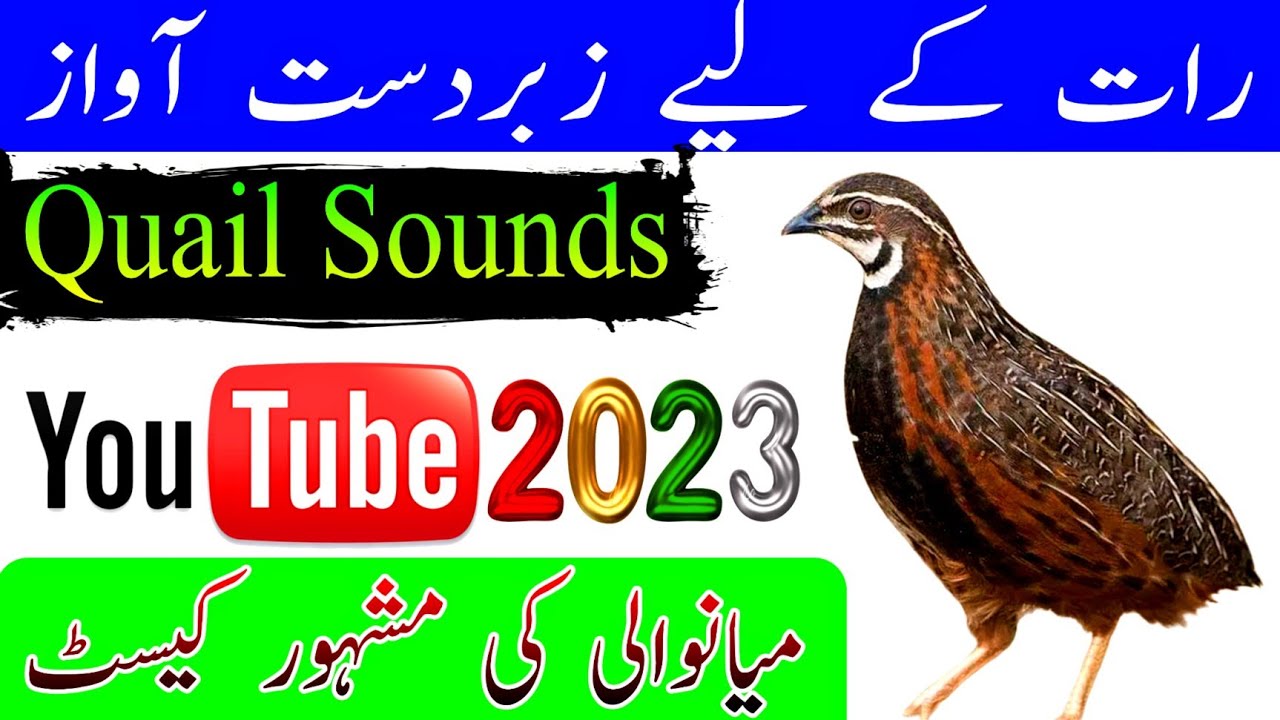 Quail bird voice2023/batair/batair ki awaz/Voice of quail/batair sounds ...