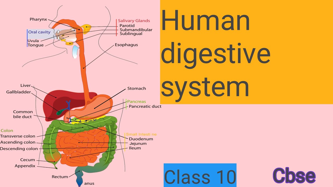 Digestive system in Human| CBSE class 10 Science (Biology) - YouTube