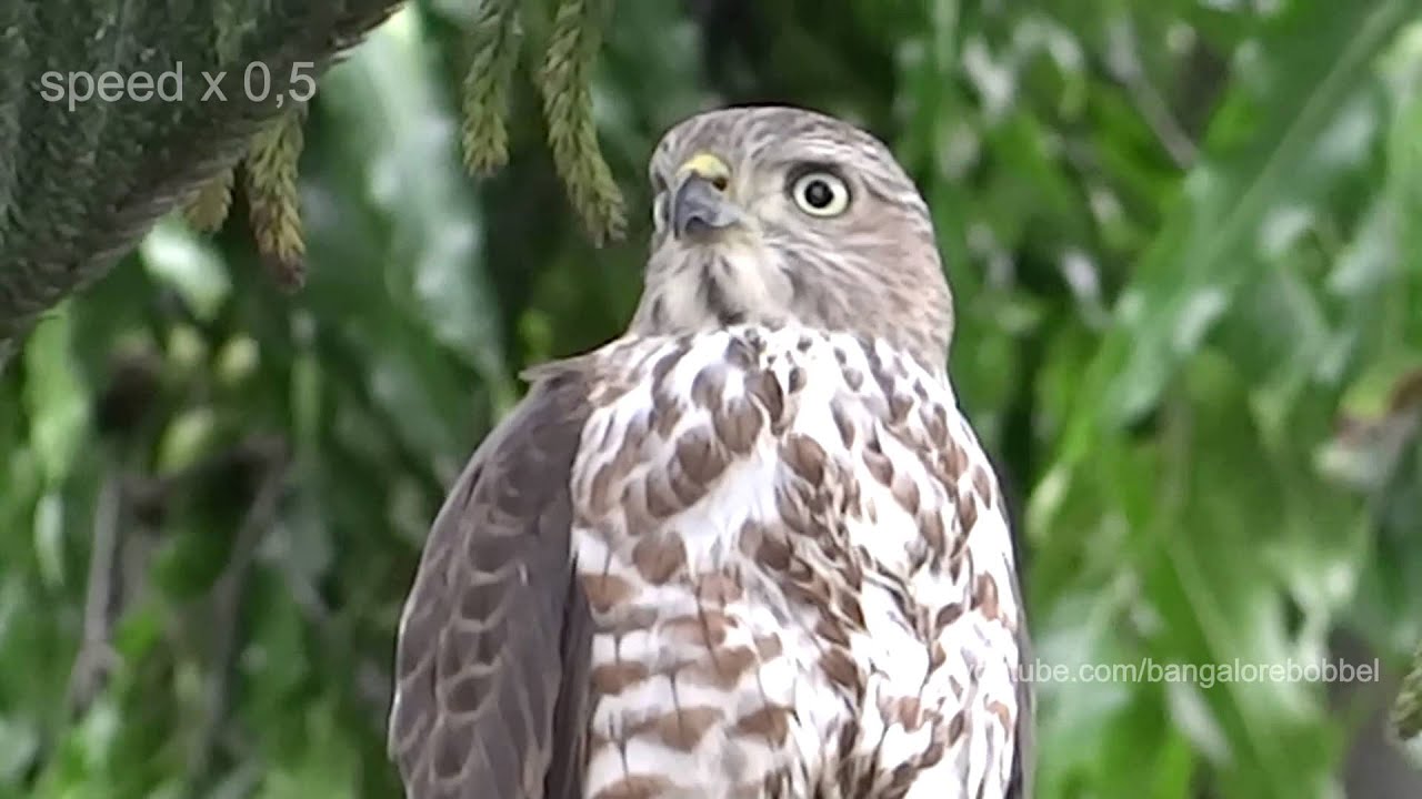 Serious Bird Watching - Epic Bird Stare - YouTube
