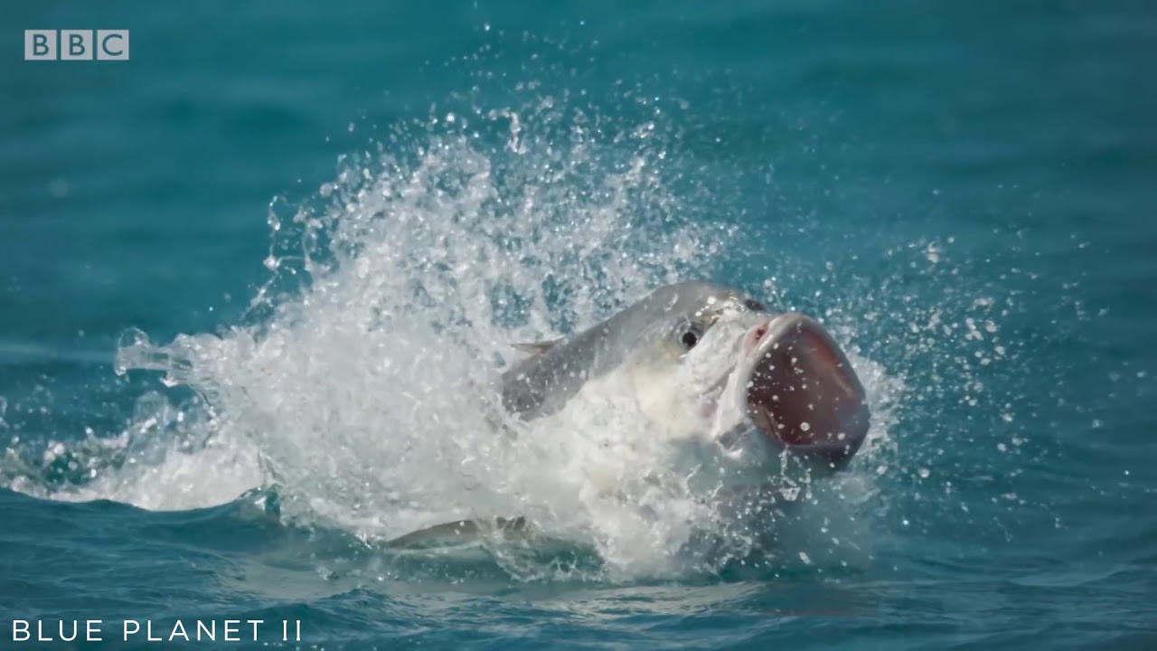 Bird vs Fish - YouTube