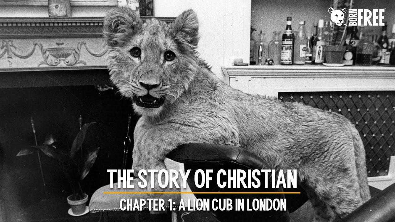 The Story of Christian - Ep.1: A lion cub in London - YouTube