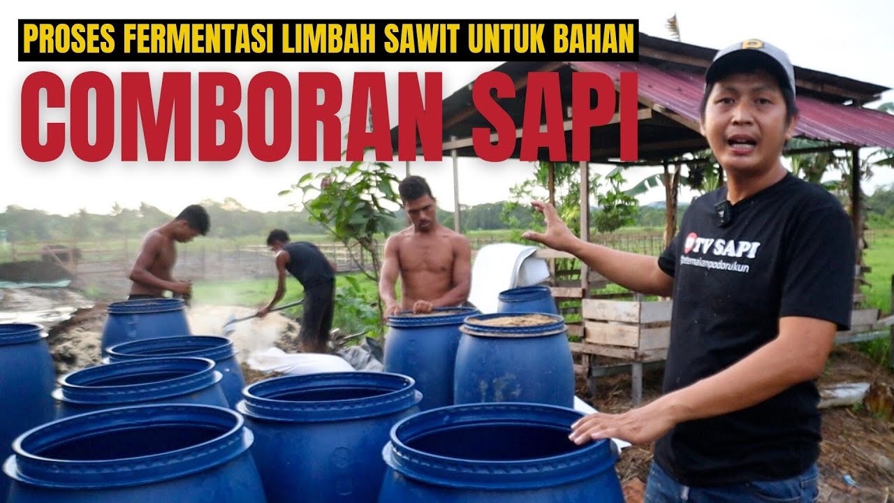 Proses fermentasi pakan sapi dari limbah solid sawit - YouTube