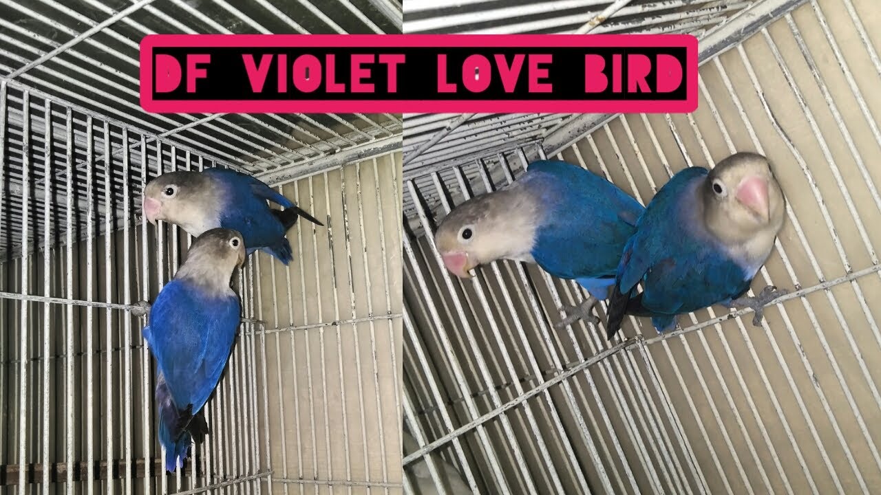 Love Bird. / Violet Love Bird. - YouTube