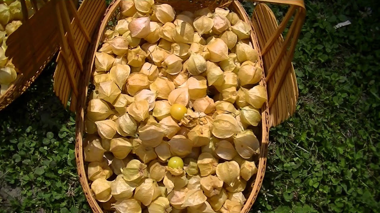Ground Cherry or Husk Cherry - YouTube