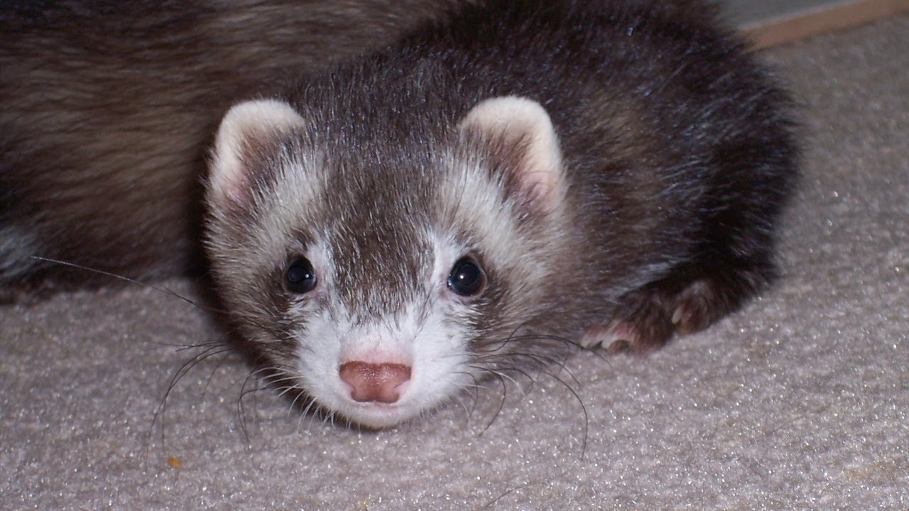 Ferret Baths - Cuba, Figi and Peru get Baths then Play - YouTube