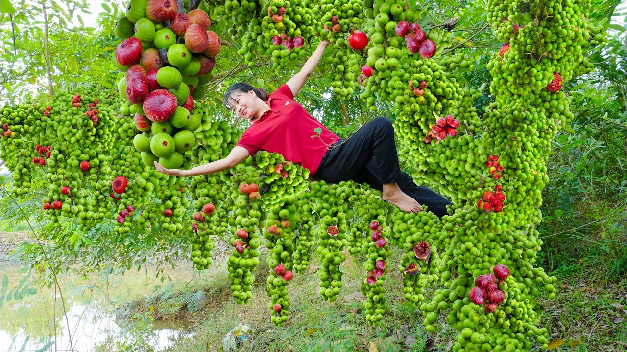 Harvest Figs Fruit | The tree that grows the most fruit in Vietnam ...