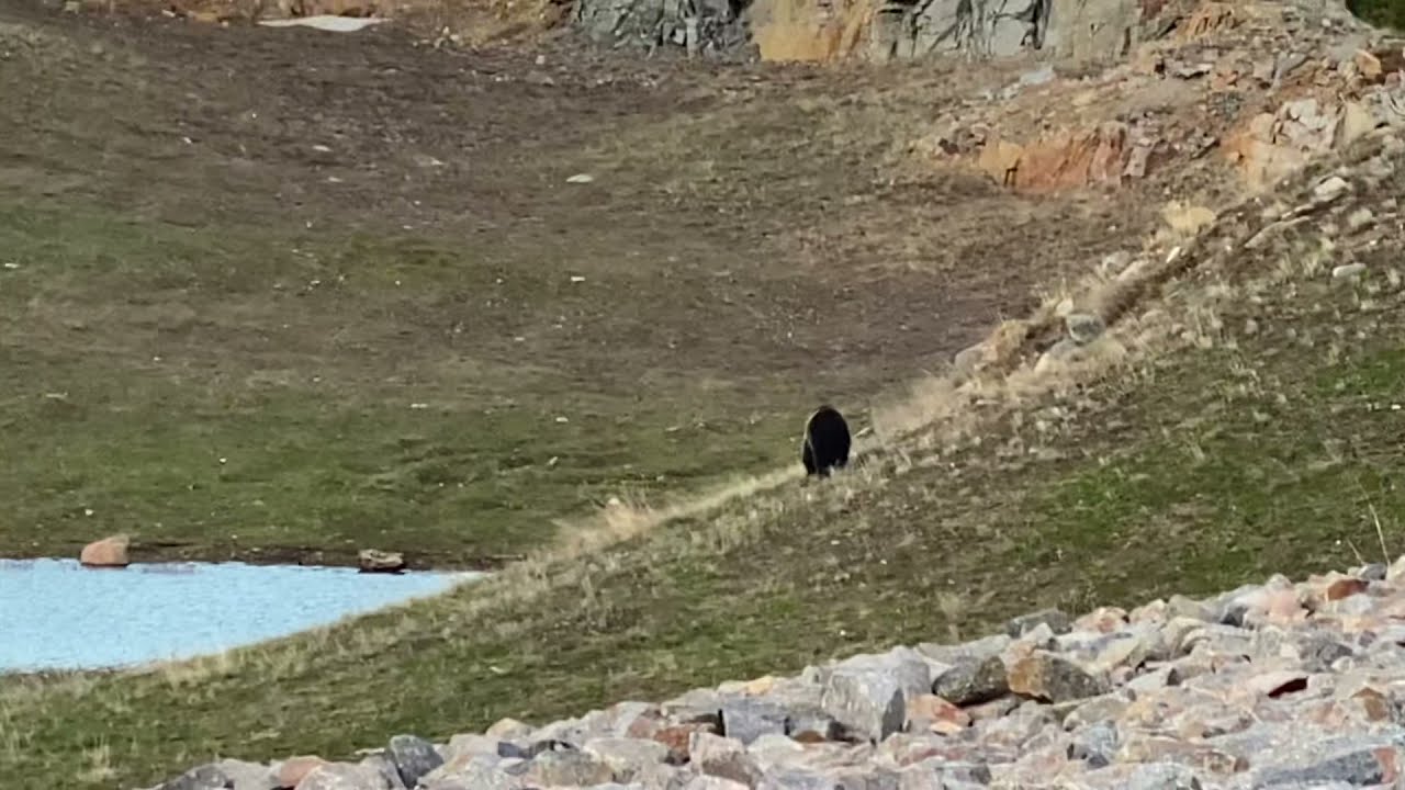 Large Male Grizzly Bear chases Female Black Bear and her Cub - YouTube