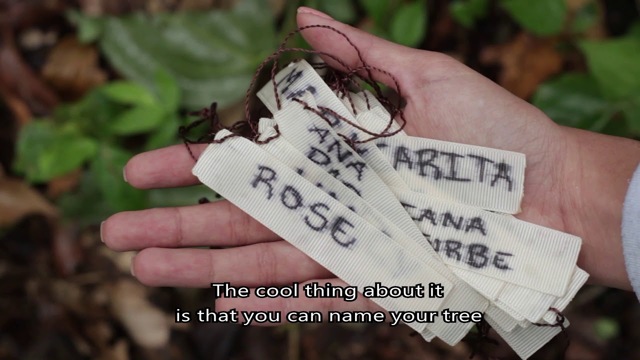 My Cacay Tree Proyect by Cacay Pure - YouTube