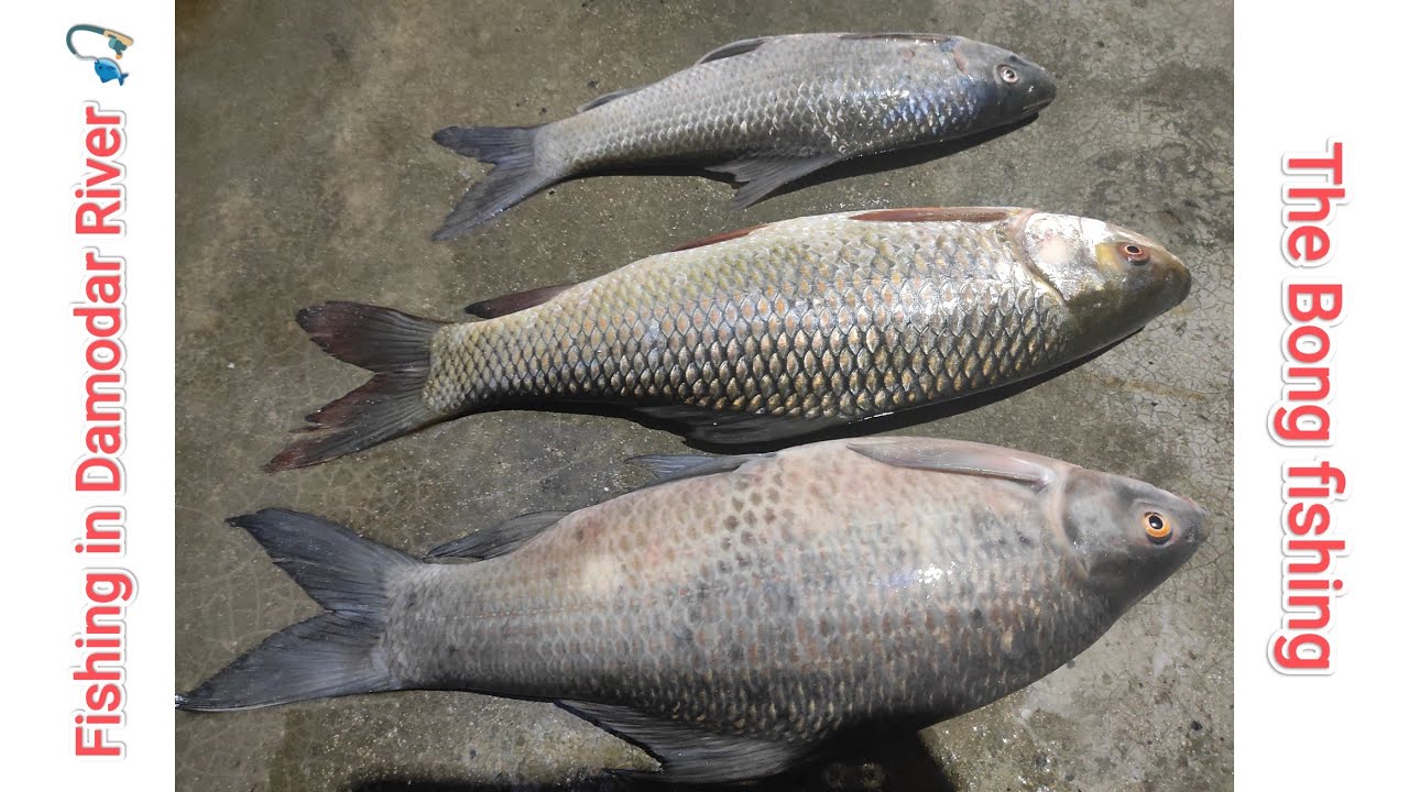 Fishing at Damodar river/Damodar River Hook Fishing/The Bong fishing ...