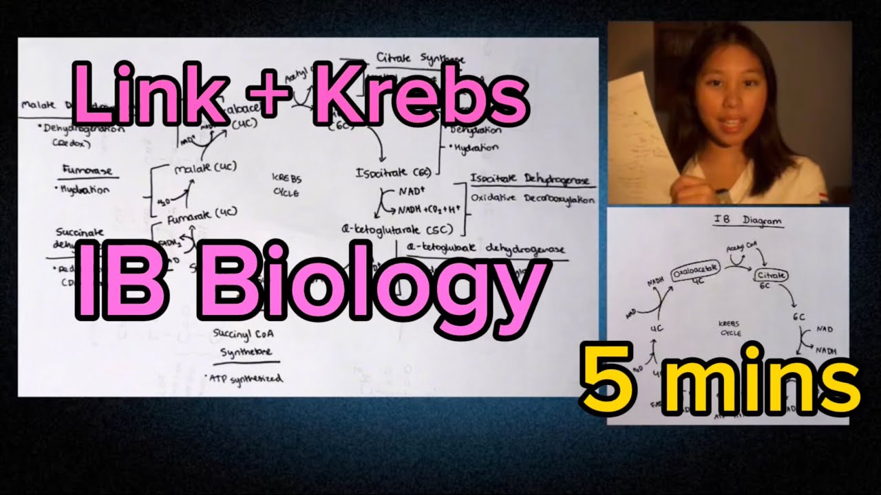 (IB Biology) Link and Krebs in 5:32.33 minutes - YouTube