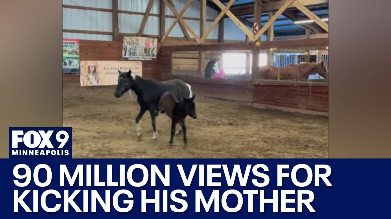 Mikey the Mule goes viral for kicking his mom - YouTube