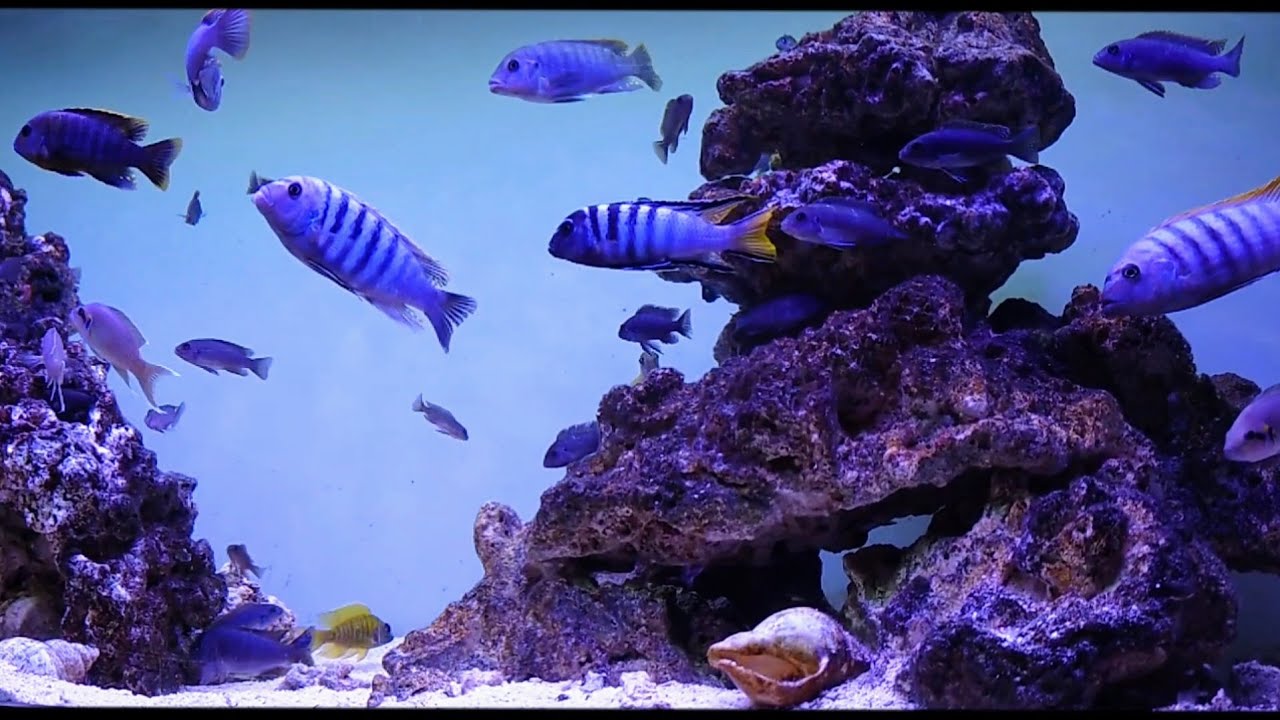 Colorful African Cichlids Tank Setup - Beautiful Cichlid Aquarium Ideas ...