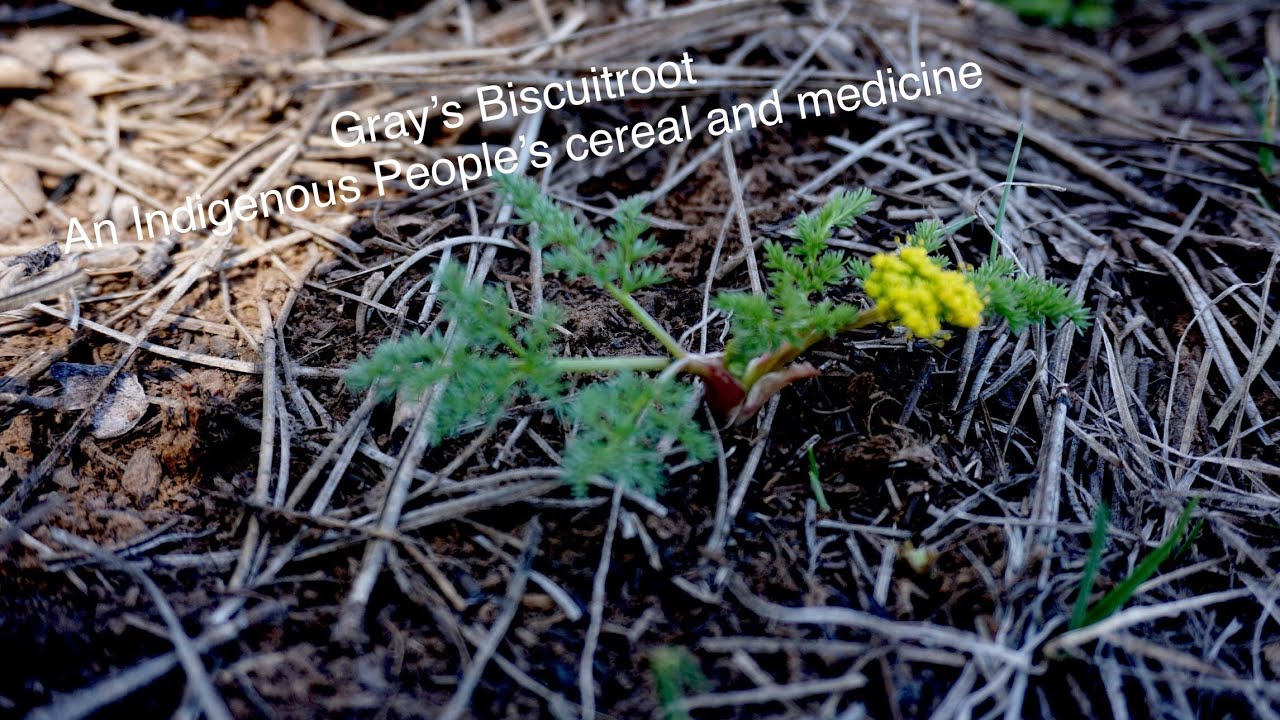 Gray’s Biscuitroot-Lomatium Grayi (An indigenous peoples’ food and ...