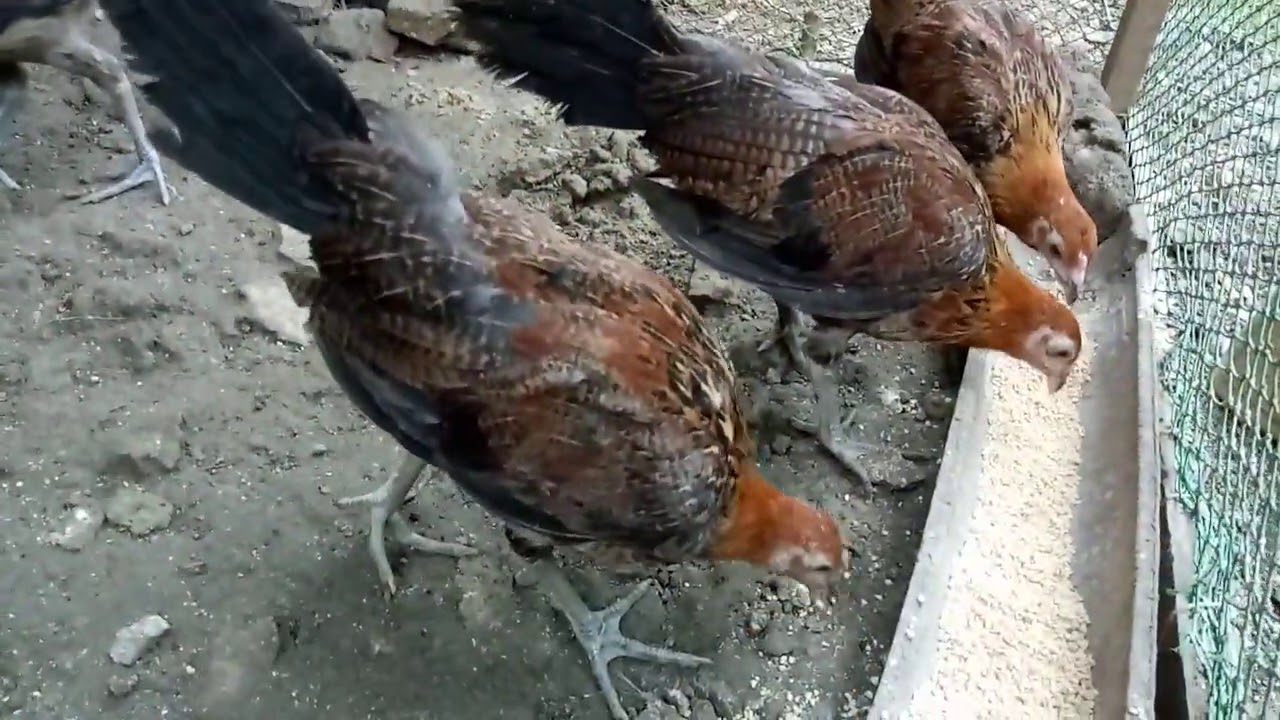 2month na sisiw..boston Roundhead - YouTube