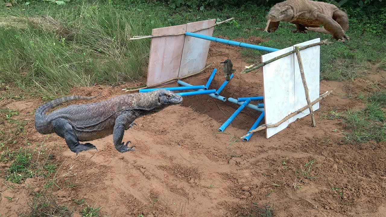 Creative Man Make Best Komodo Dragon Trap Using Paiute Deadfall Trap ...