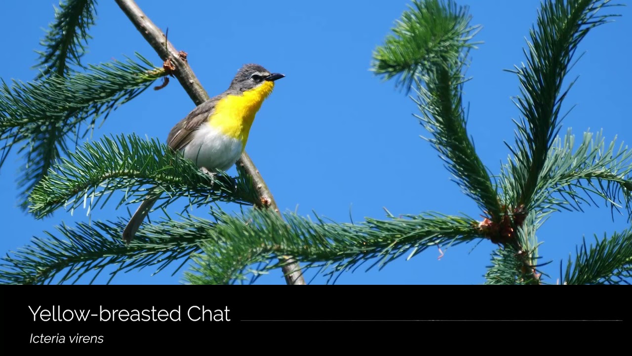 Yellow-breasted Chat song - YouTube
