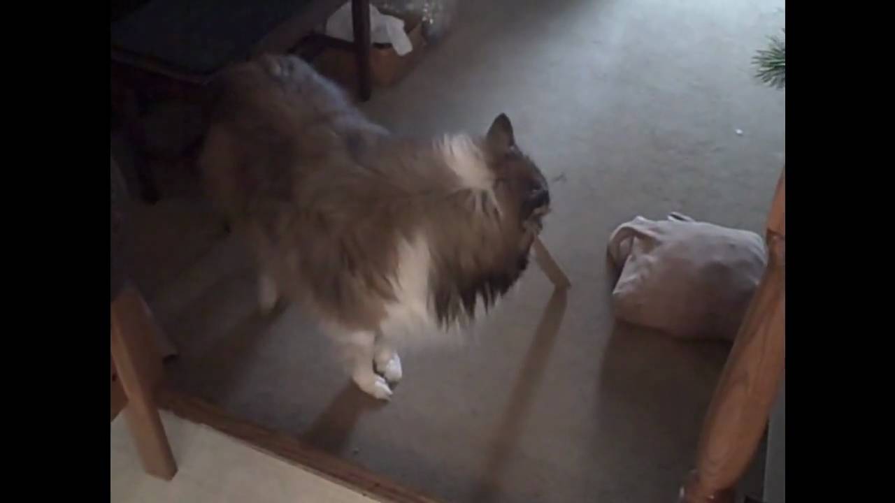 My Dog Eating Cardboard YouTube my-dog-eating-cardboard-youtube
