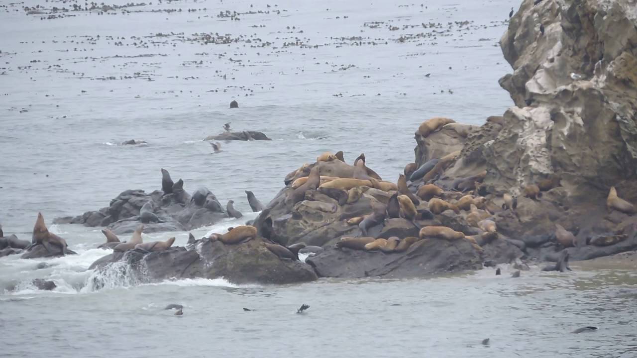 Sea Lions and Seals viewed from the Simpson Reef Overlook, Oregon coast ...