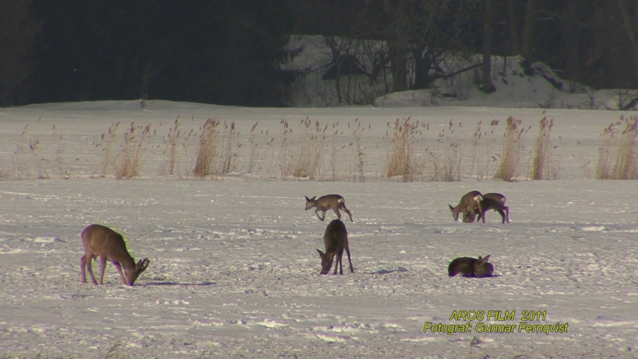 RÅDJUR Roe-deer (Capreolus capreolus) Klipp - 1946 - YouTube