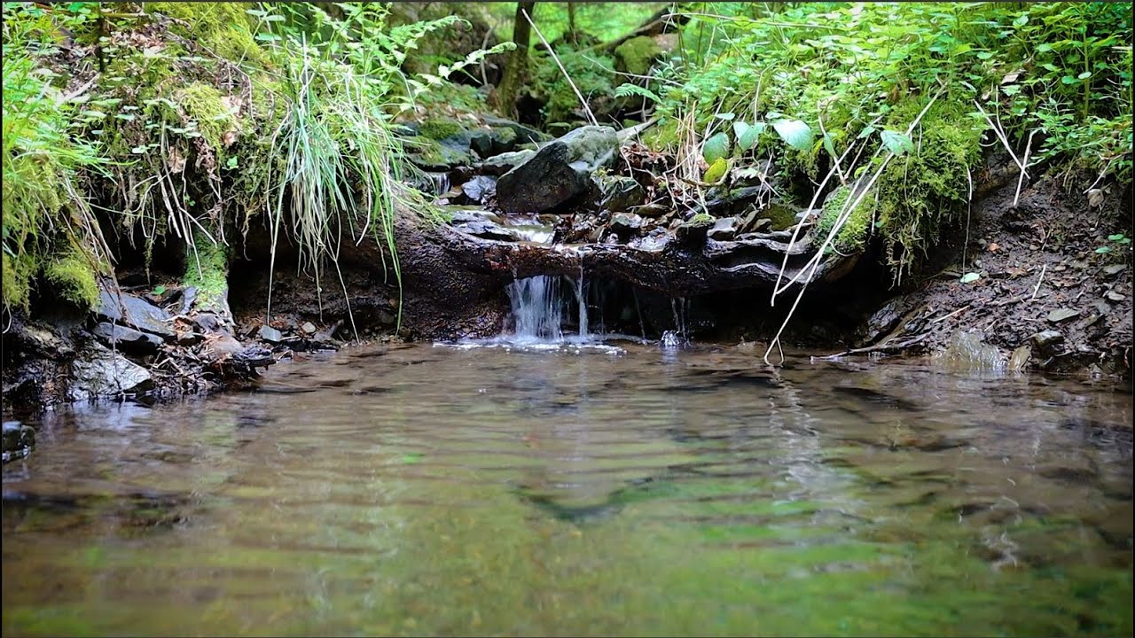 1hr Nature Sounds Small Pond Flowing Water Forest Sounds Relax Meditate ...