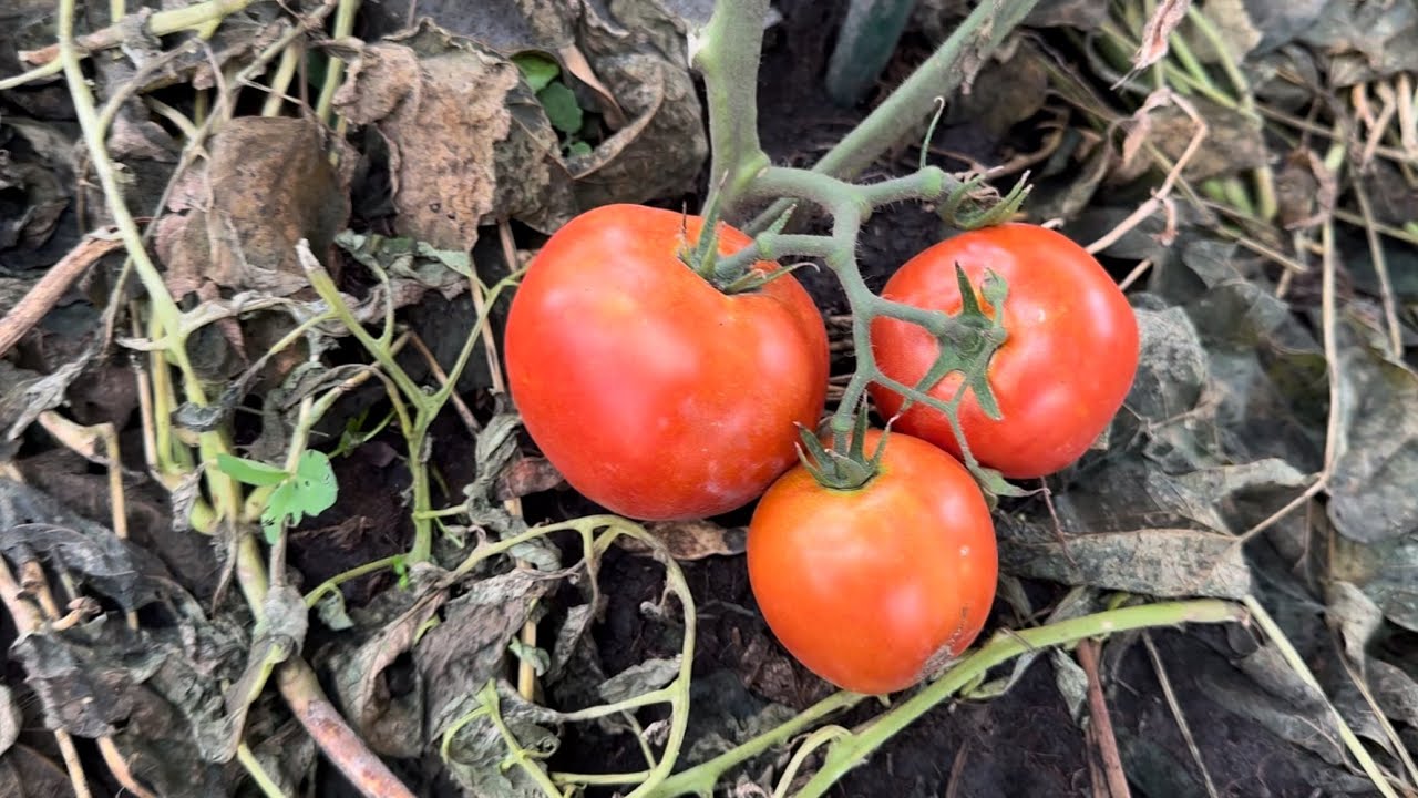 First tomato harvest!!! - YouTube