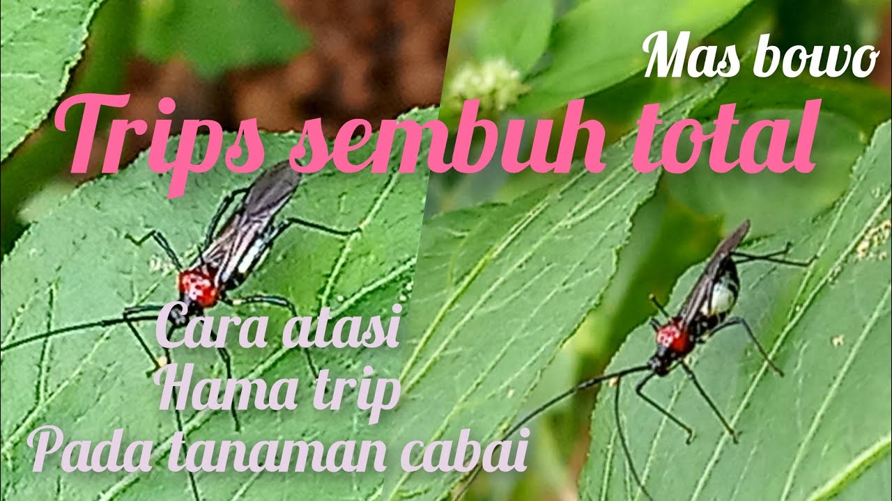 cara atasi hama trips pada tanaman cabai - YouTube