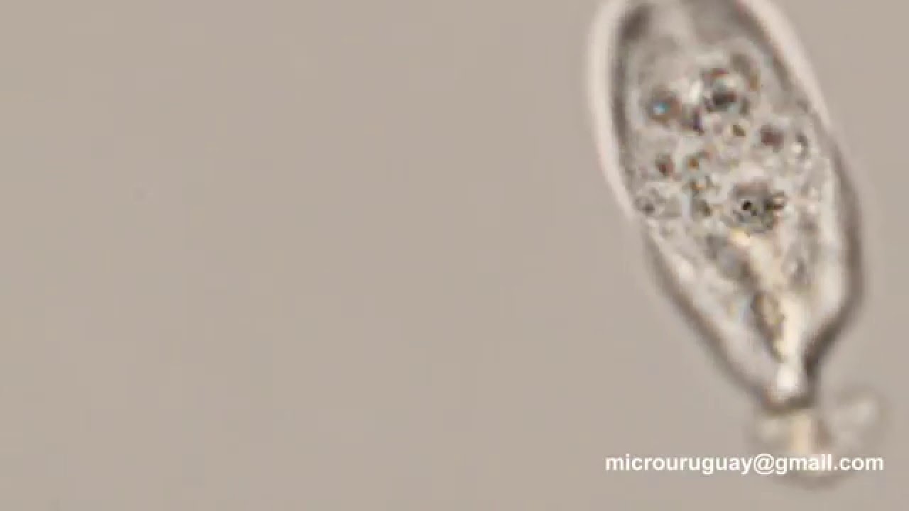 Flagelados sin identificar - flagellated without identifying - YouTube