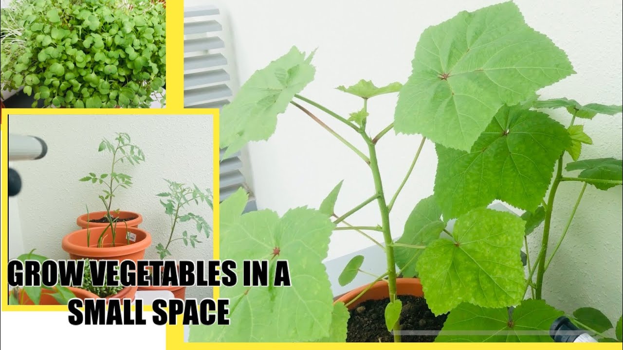 Easiest Vegetables to Grow in a Small space/ Vegetables You Can Grow in ...