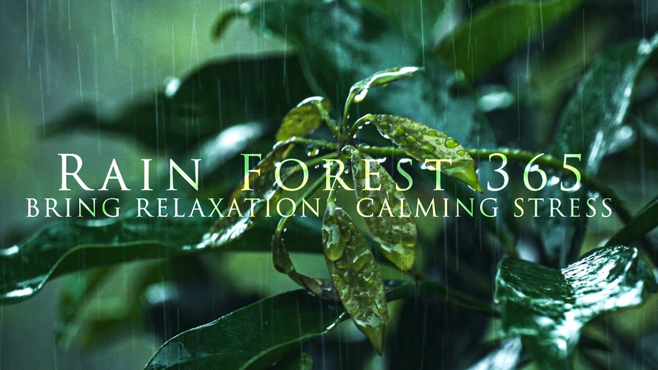 Rain Sounds In The Forest Lullaby | Relaxing Rain Sounds, Of Nature ...