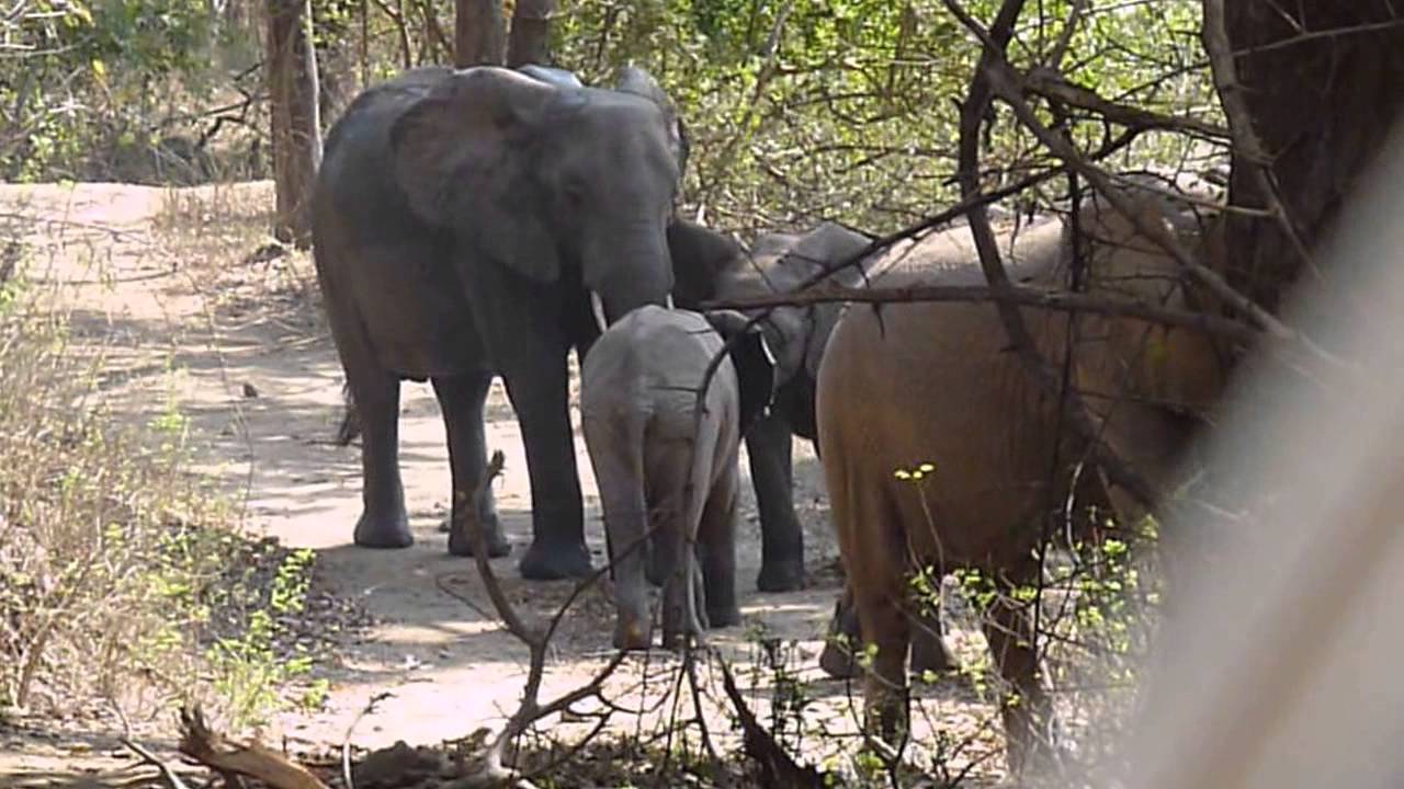 Elephant Stand Off at Majete Game Park - YouTube