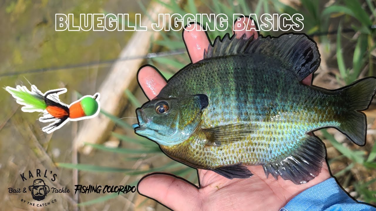 Bluegill Jigging Basics (Denver, CO) - YouTube