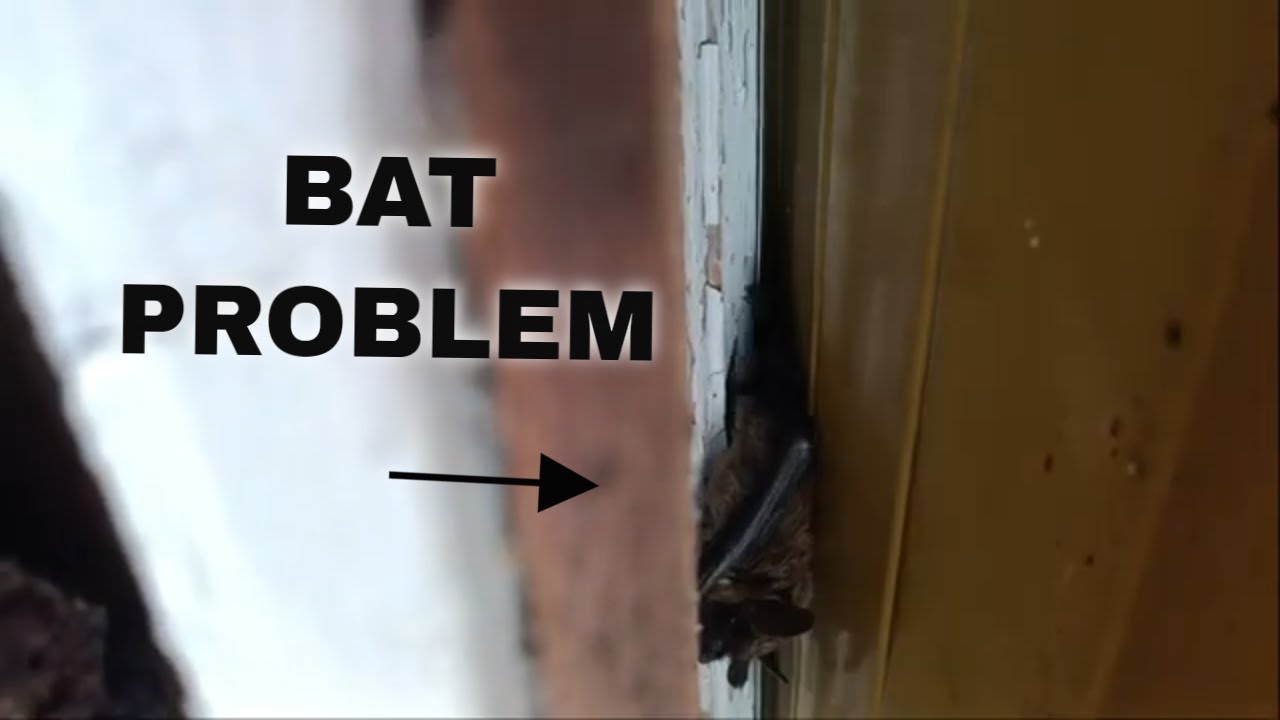 Bats Behind Fascia Trim - YouTube