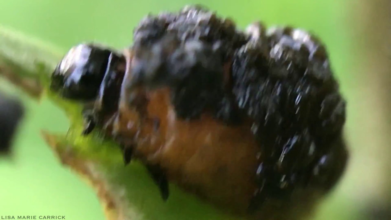 Scarlet Lily Beetle Larvae - Lilioceris lilii - Fecal Shield - Macro HD ...