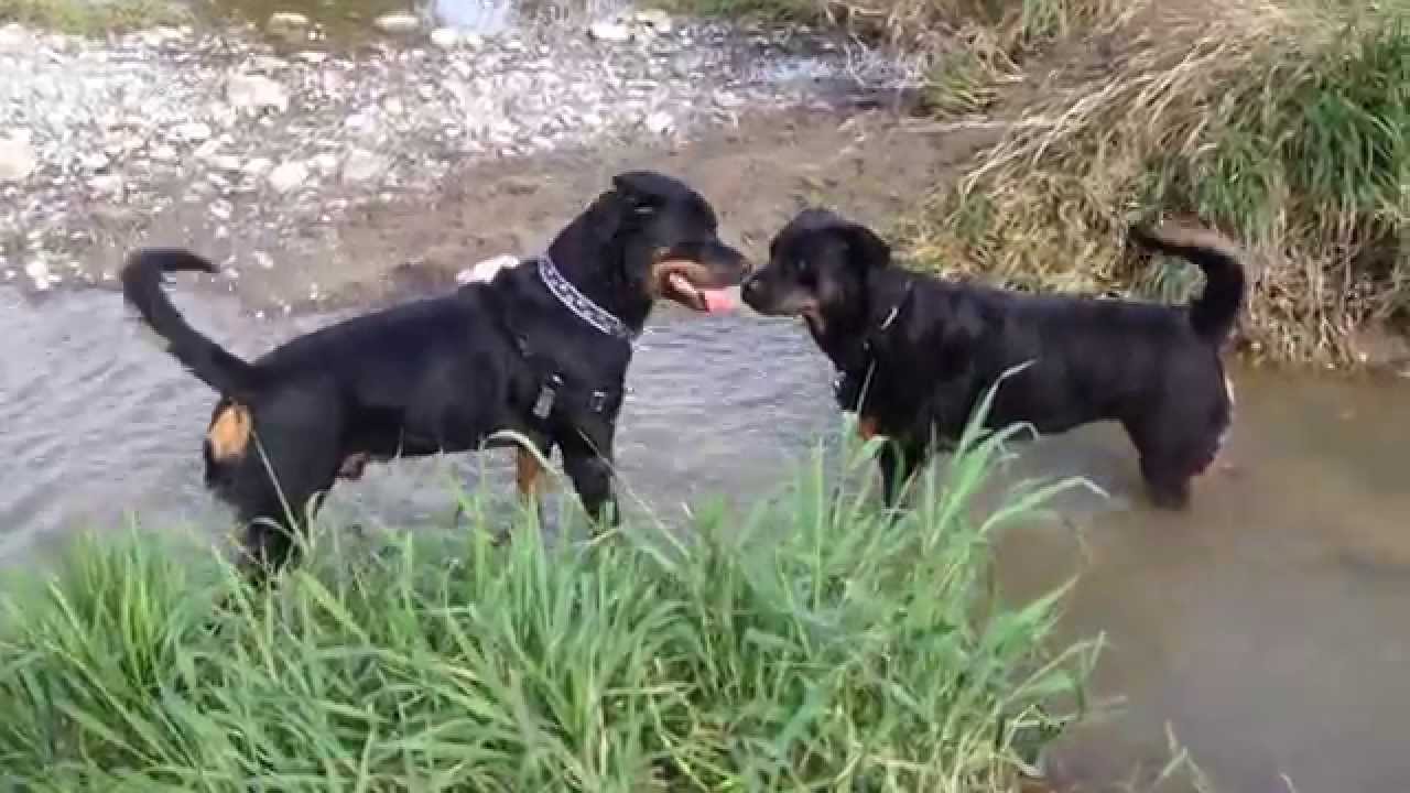 2 Rottweilers Meet Each Other In The Dog Park - YouTube