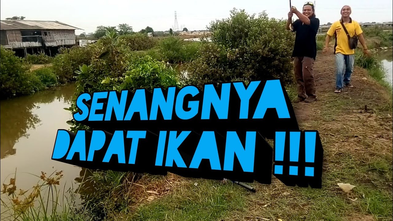 mancing ikan betok besar || di marunda baru tempat favorit - YouTube