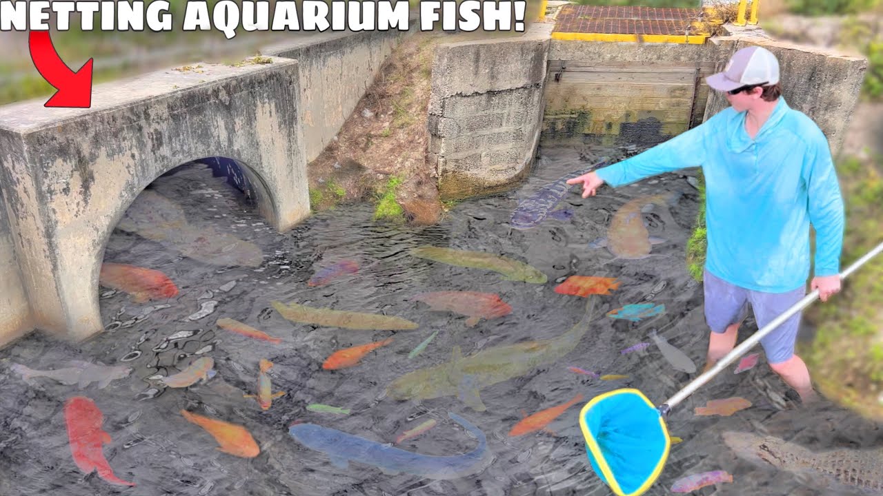 Netting WILD Aquarium Fish in FLOODED SPILLWAY! - YouTube