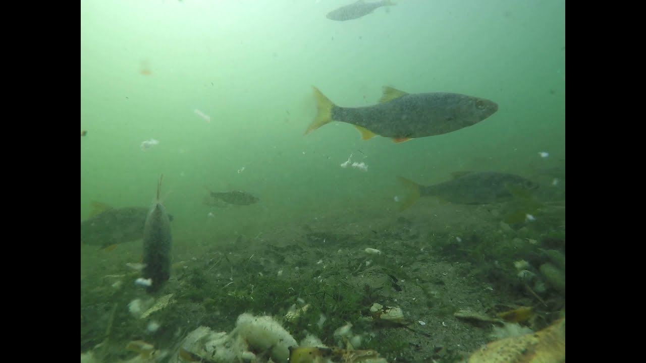 Roach Underwater GoPro Footage 9 - YouTube