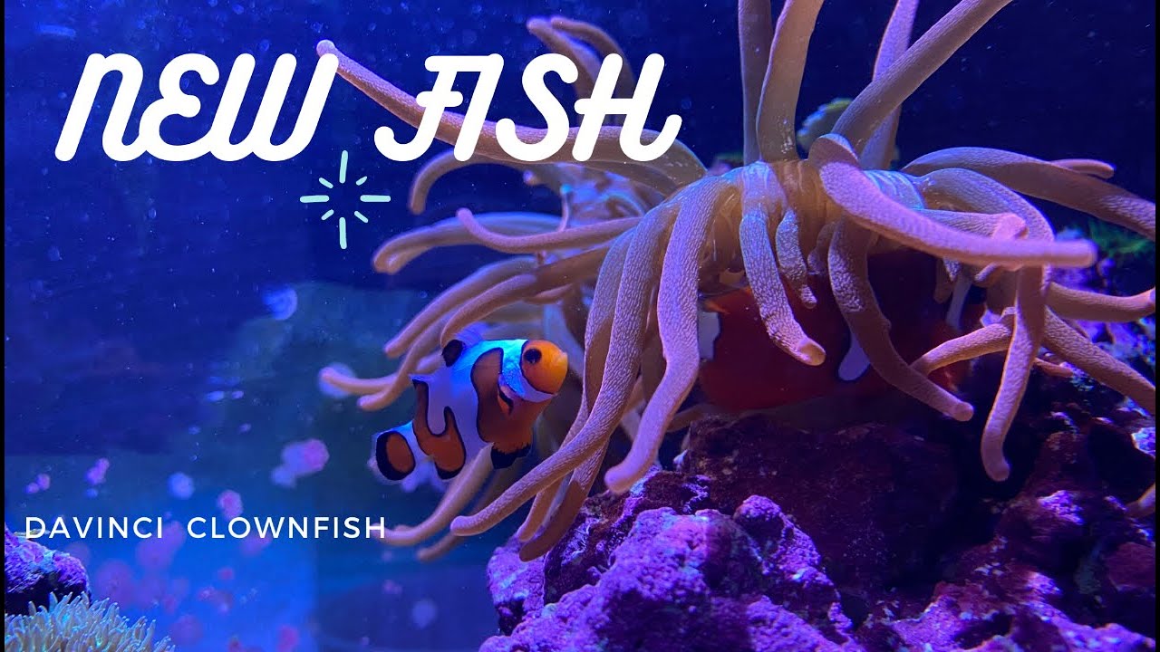 Introducing another Clownfish to my Nano Reef Tank ( DaVinci Clownfish ...