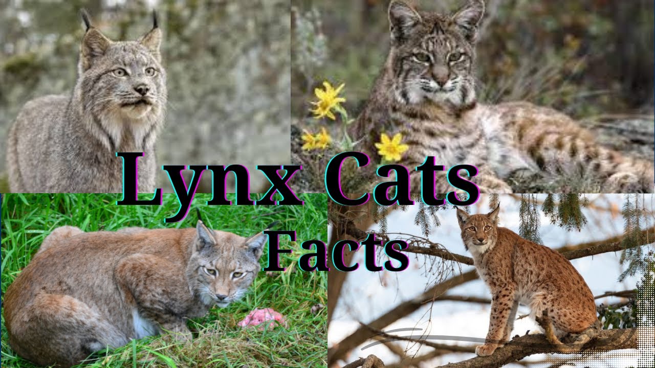 Lynx Facts || Lynx Cat || 10 Fun Facts About Lynx Cats - YouTube