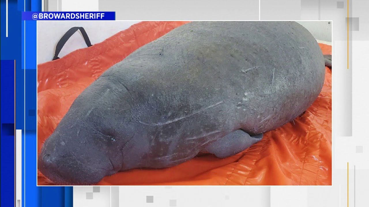 Baby manatee rescued in South Florida will rehab at SeaWorld - YouTube
