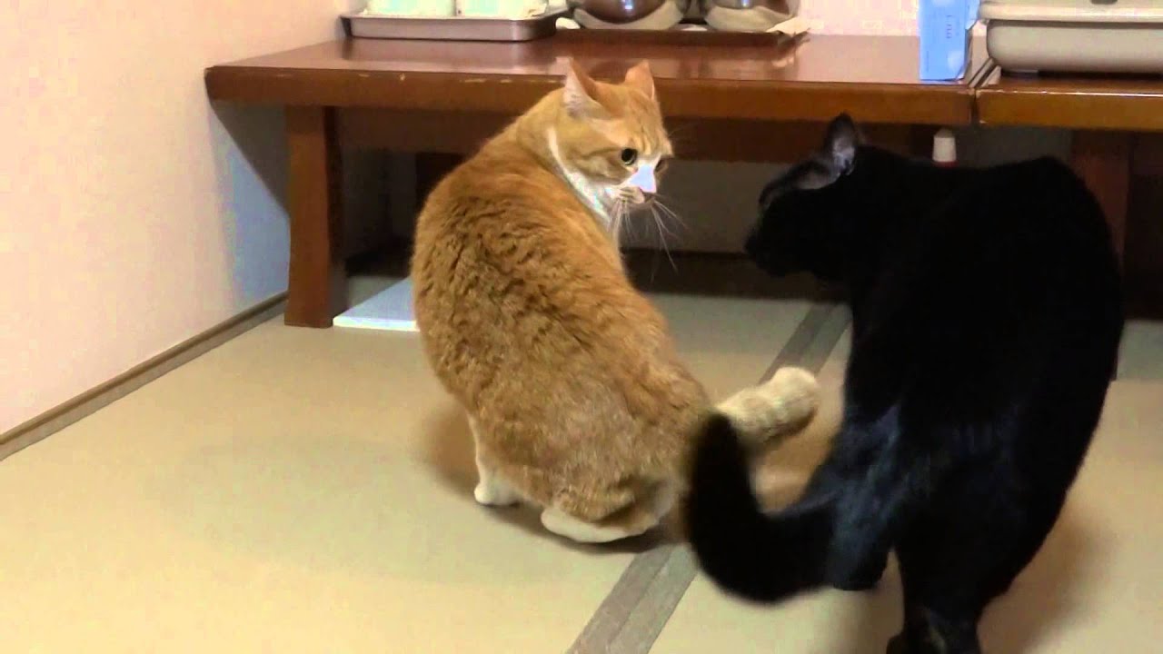 猫の喧嘩 The quarrel of a cat - YouTube