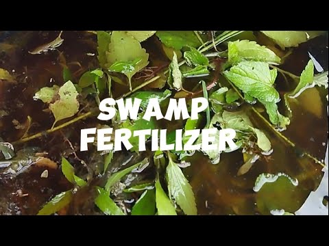 Paano Gumawa ng Swamp Fertilizer #farming #gardening #fertilizer - YouTube