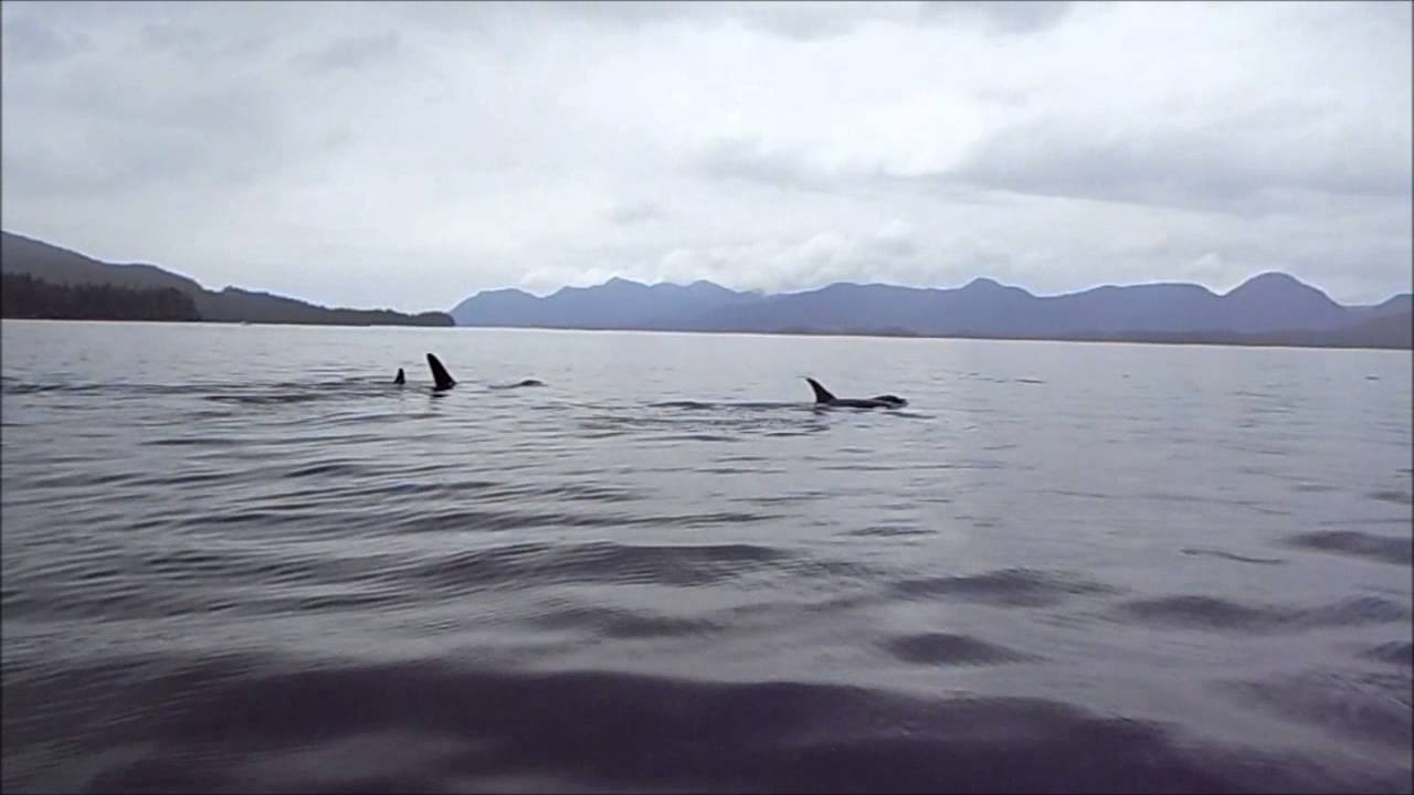 Orca's near Ketchikan, Ak - YouTube