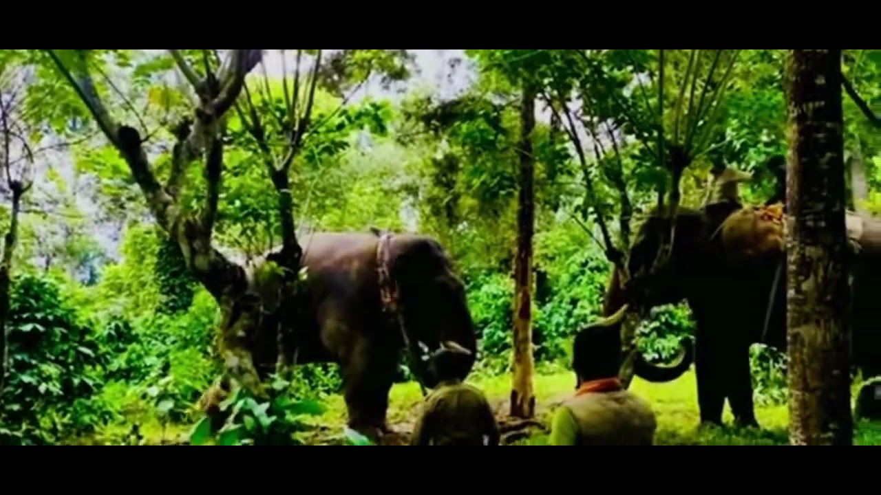 kumki ആനകളുടെ രാജാവ് elephant kalim #kumki #kalim #elephant #ആന - YouTube