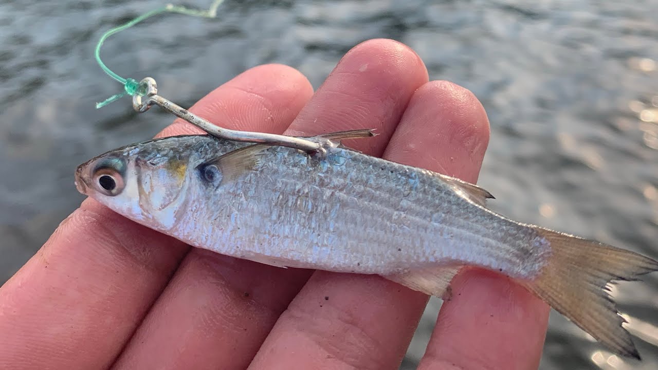 Pesca con LISA VIVA - YouTube