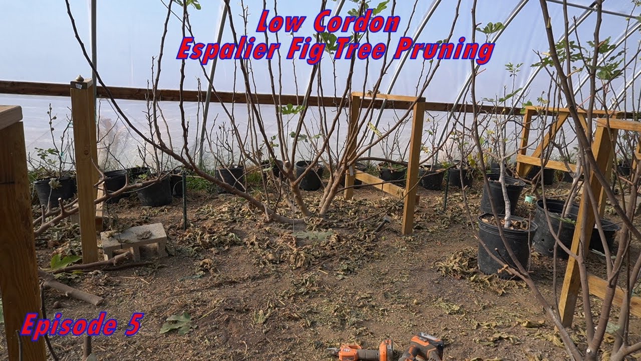 Low Cordon Espalier Fig Tree Pruning Episode 5 - YouTube